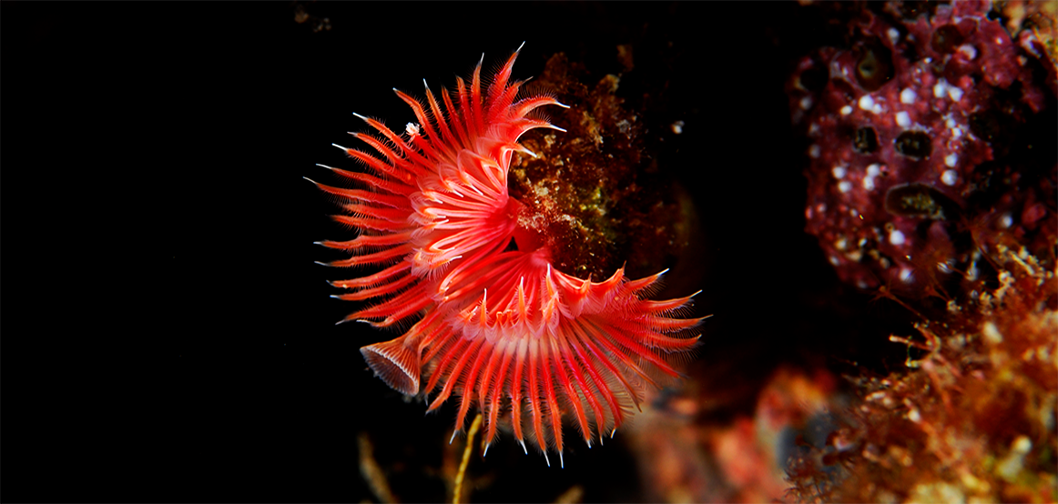 Biološki odsjek PMF-a